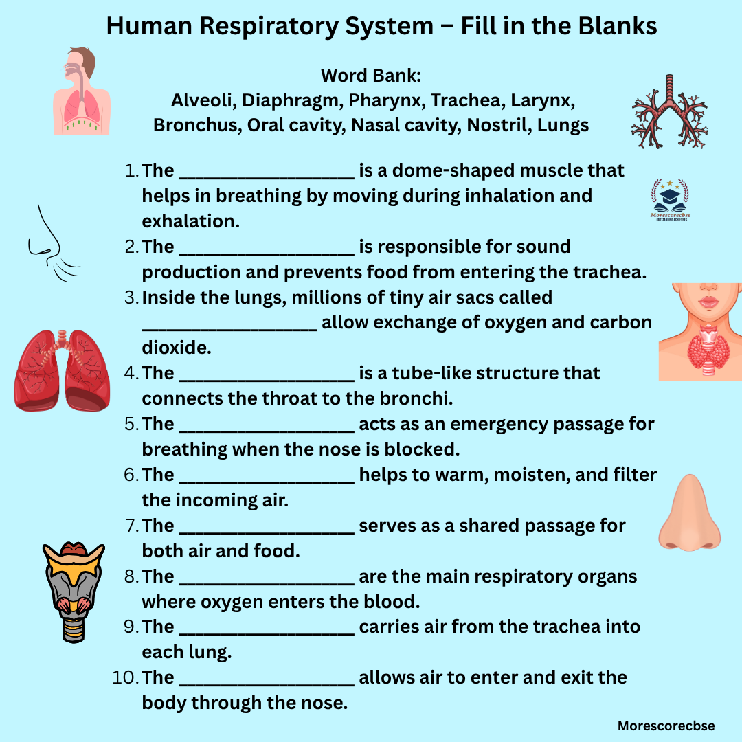 Human respiratory system - Morescorecbse