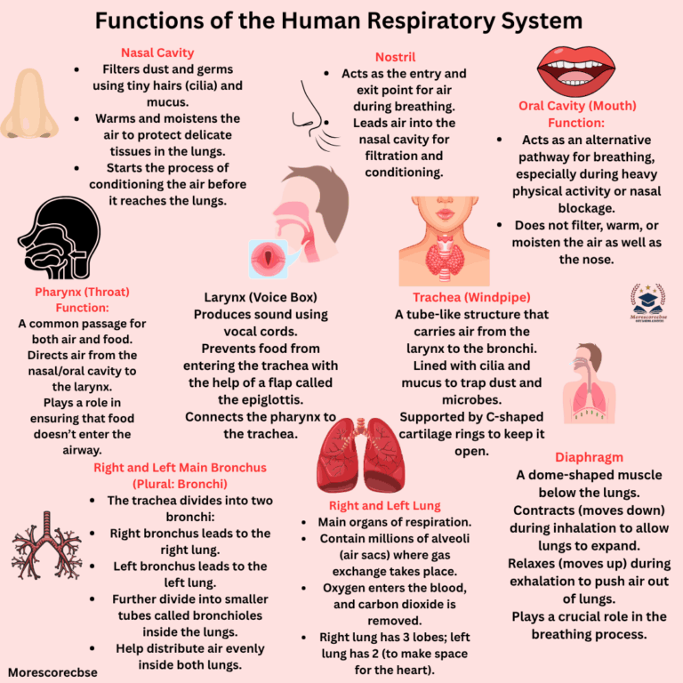 Human respiratory system - Morescorecbse