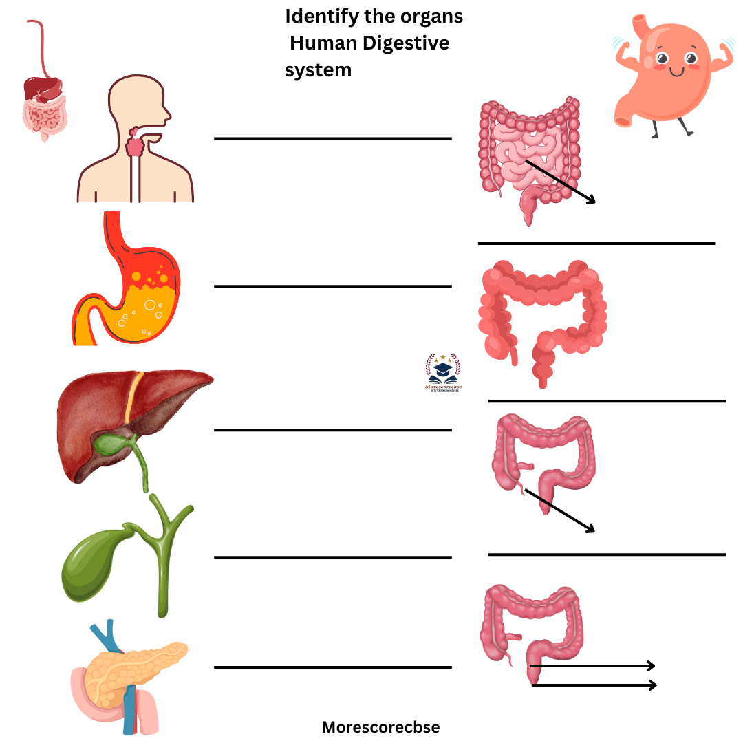 Human digestive system - Morescorecbse