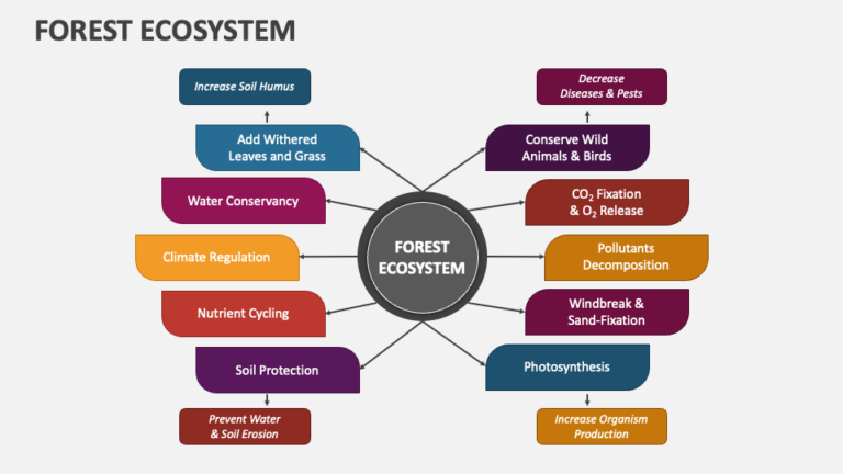 class 7 forest our lifeline notes - Morescorecbse