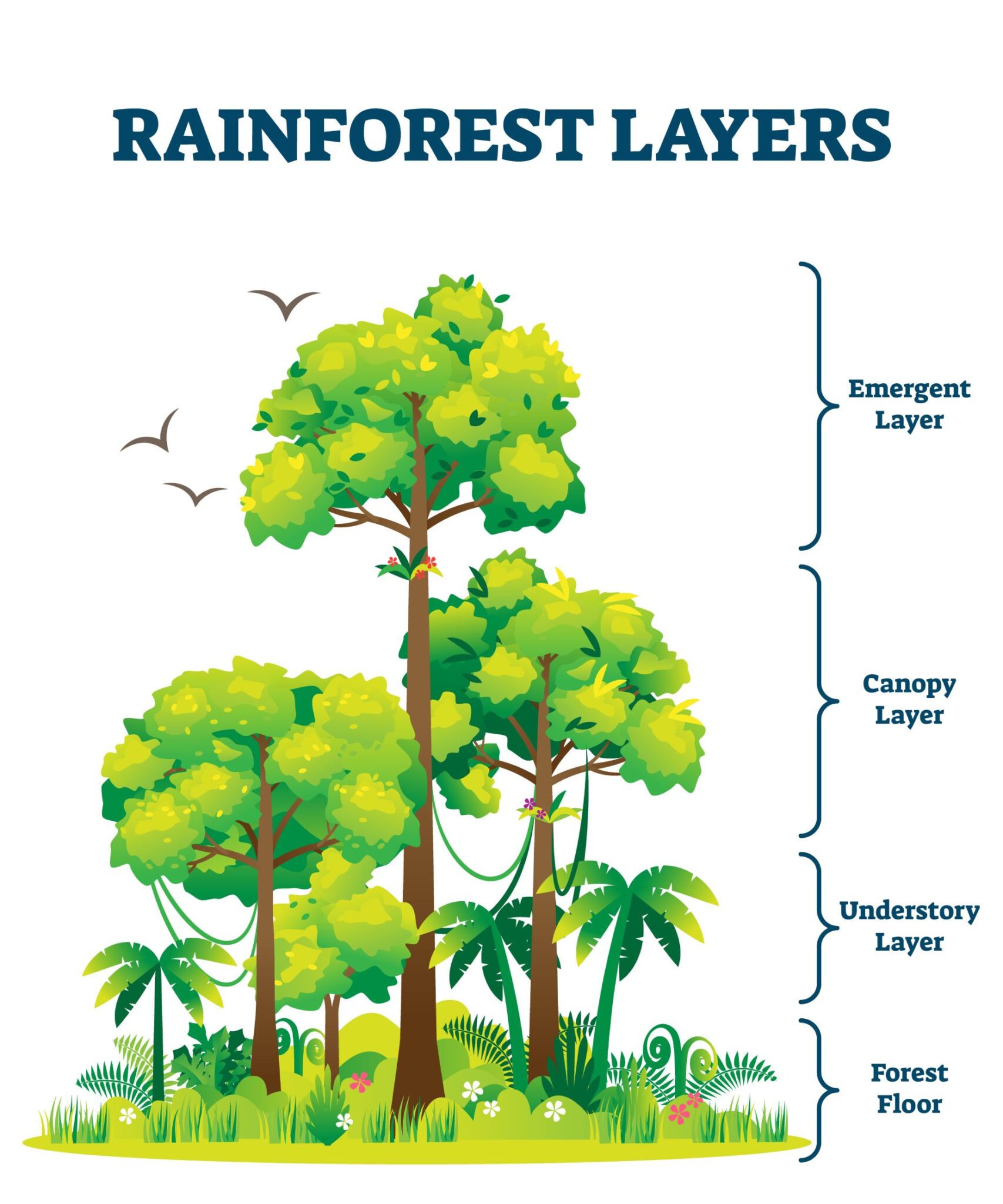 class 7 forest our lifeline notes - Morescorecbse